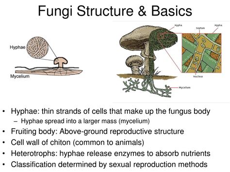 Ppt Kingdom Fungi Powerpoint Presentation Free Download Id 5365741