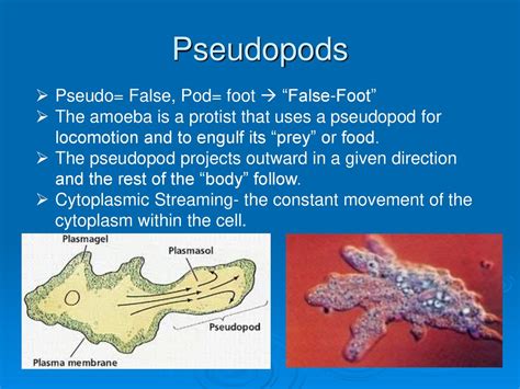 Kingdom Protista “ The Catch All Kingdom” Ppt Download