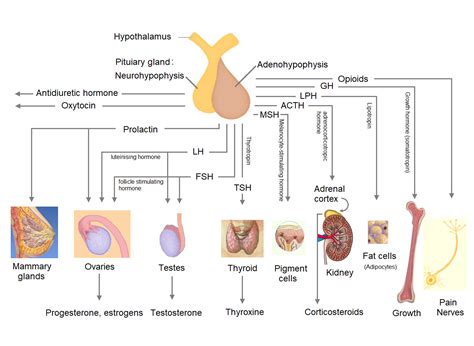 Regulatory Hormones