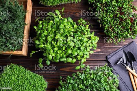 신선한 유기농 마이크로그린과 원예 도구 나무 테이블 플랫 레이 0명에 대한 스톡 사진 및 기타 이미지 0명 건강한 생활방식