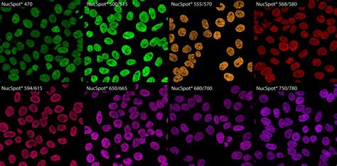 Nuclear Stain Range Expanded Scientist Live