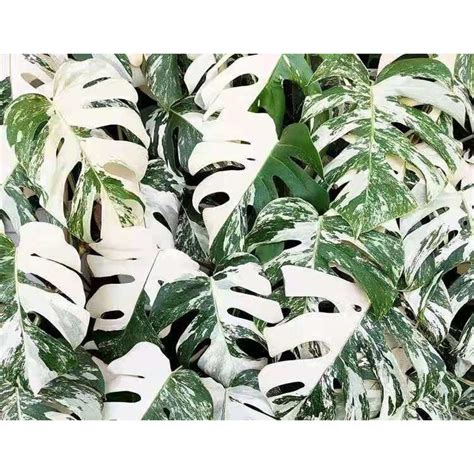 荷兰进口白锦龟背洒金花叶日本龟背竹ins风室内阳台客厅绿植盆栽 白龟一叶带芽点 含盆【图片 价格 品牌 报价】 京东