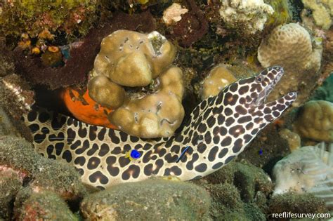 Gymnothorax Isingteena Spotted Moray Eel
