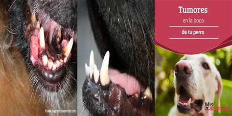 Síntomas De Tumor En La Boca De Tu Perro ¿qué Hacer