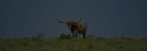 Welcome To Longhorn Imaging In Texas Longhorn Imaging