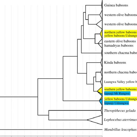 Chronogram Showing Phylogenetic Relationships And Divergence Times
