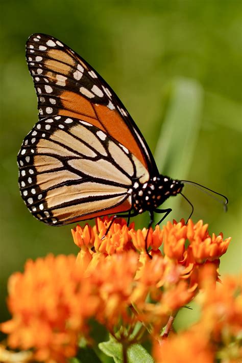 Coevolution A Photo On Flickriver