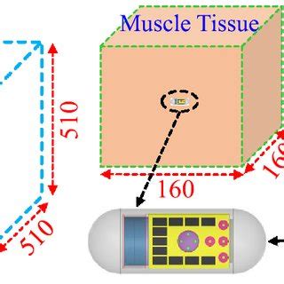 Simulation scenarios of the proposed implantable MIMO antenna system⁴⁰ Download Scientific