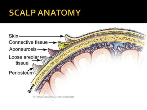 Free Ld Flap For Scalp Reconstruction Dr Vipin V Nair