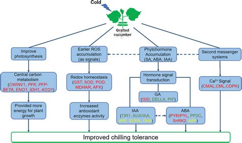 Simplified Schematic Model For Grafting Improving Cold Tolerance Of