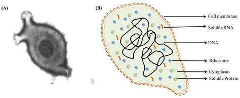 Mycoplasma Structure