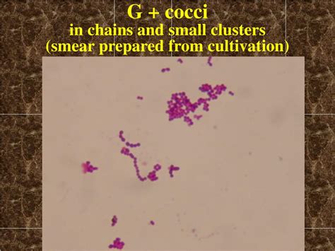 Ppt Streptococci Enterococci Powerpoint Presentation Free Download Id 4626866