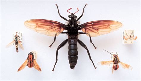 Diptera Examples