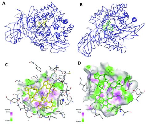 Modeled Mode Of Binding For Actinomycin D And Actinomycin X 2 To Human