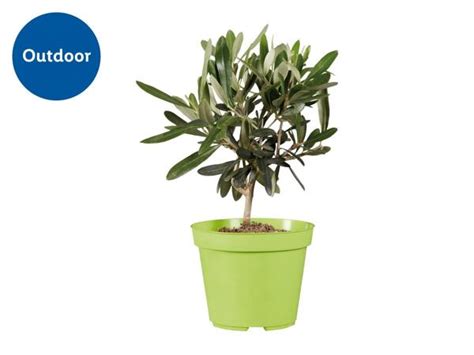 Mediterranean Citrus Plants Lidl Great Britain Specials Archive