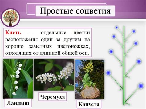 Многообразие соцветий Простые и сложные соцветия презентация онлайн