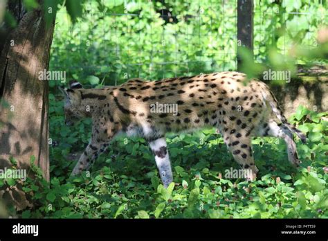 Serval Leptailurus Serval Stock Photo Alamy