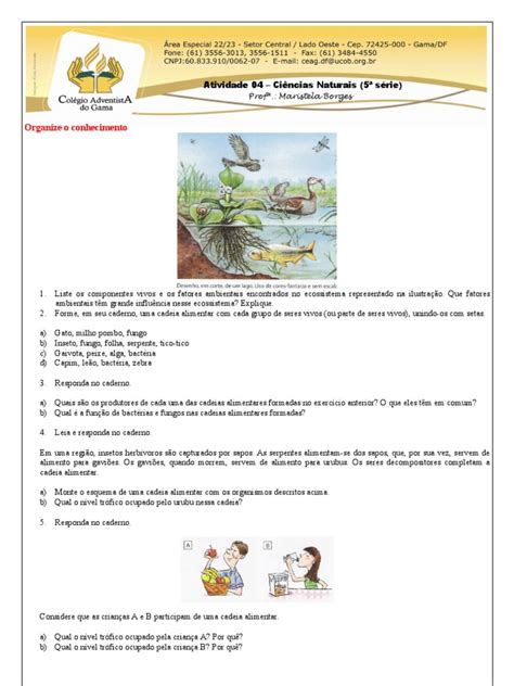 Atividade Ano Cadeia Alimentar