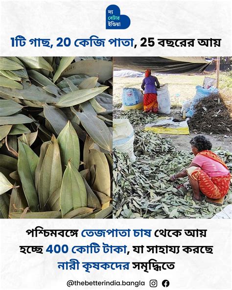 The Better যদি একটি গাছ 25 বছর ধরে স্থায়ী আয় দিতে পারে এবং এর ফলে সমগ্র নারী সম্প্রদায়ের