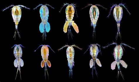 Copepods Subclass A Plankton Like Crustaceans Microscopic