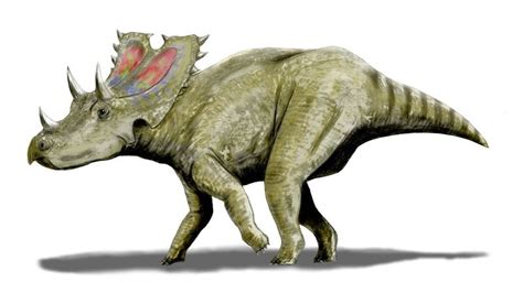 Agujaceratops Pictures And Facts The Dinosaur Database