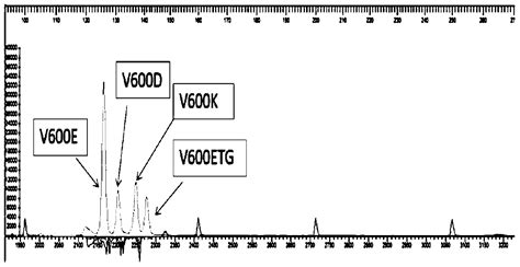 Kit And Detection Method For Detecting Braf Gene Mutation Eureka Patsnap