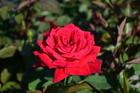 Rosa Ruby Wedding — Plant Wholesale Floraccess