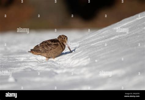 Eurasian Woodcock Scolopax Rusticola Feeding In Snow At Blåvand
