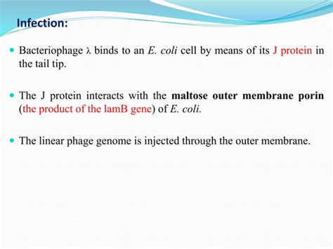 Bacteriophage And Replication Pptx Biological Sciences Science