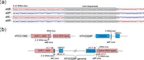 a alignment of dna sequences around htvc028p and htcc1062 integration