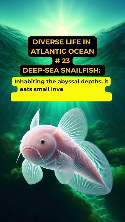 Diverse Life In Antratic Ocean Deep Sea Snailfish Antarcticecosystem