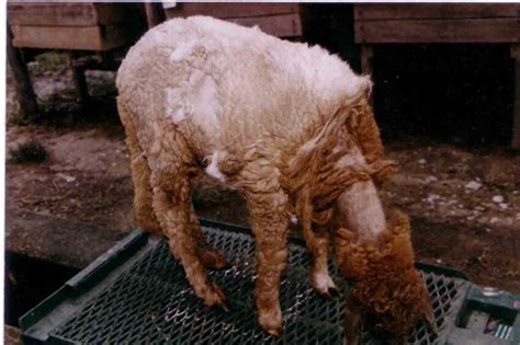 Sheep Showing Severe Clinical Symptoms Of Mimosine Toxicity Download Scientific Diagram