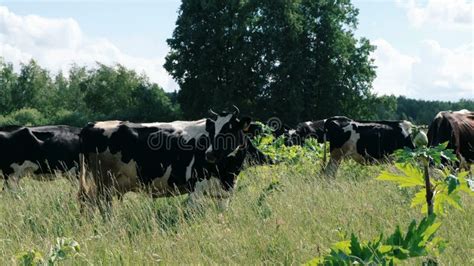 Milk Cow Grazing Farm Cattle Grazing In Field Close Up Of Dairy Cow