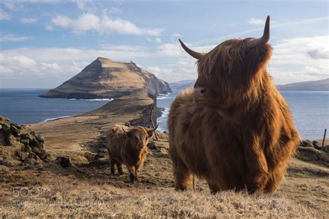 Highland Cattles In The Faroe Islands Highland Cattle Visit Faroe