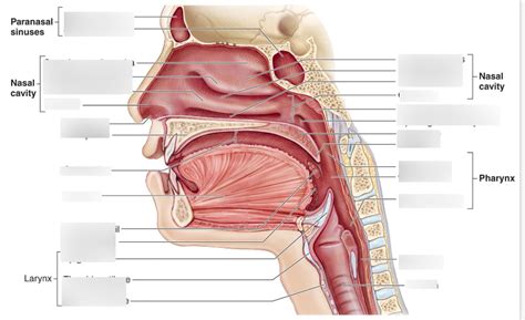 Respiratory Labeling 2 Diagram Quizlet Respiratory Labeling 2 Diagram Quizlet