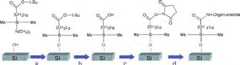 Amino Modified Oligonucleotide Are Covalently Immobilized By Formation Download Scientific