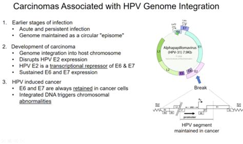 Viral Oncogenesis Flashcards Quizlet