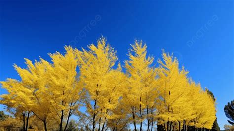 푸른 하늘을 배경으로 노란 나무 은행나무와 맑은 하늘 고화질 사진 사진 은행 배경 일러스트 및 사진 무료 다운로드 Pngtree