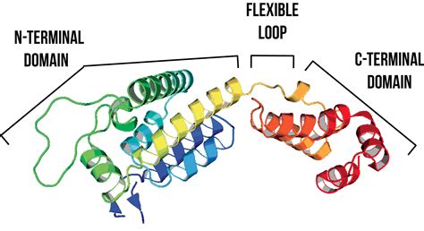 Capsid Constructors