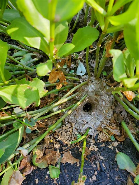 Wasp Nest R Dontputyourdickinthat