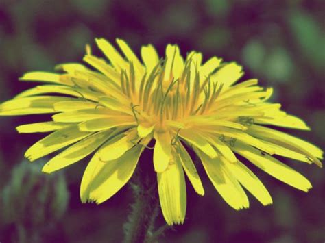 მინდვრის ყვავილები