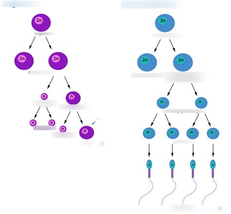 Diagram Of Oogenesis And Spermatogenesis Diagrams Quizlet