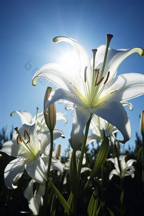百合花近景聚焦美丽图片 包图网