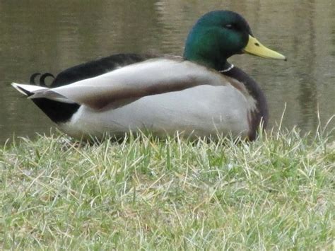 Optic Papillitis Our Fine Feathered Friends