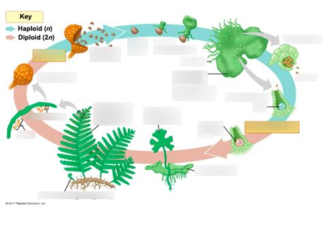 Life Cycle With Dominant Sporophyte Stage Diagram Quizlet