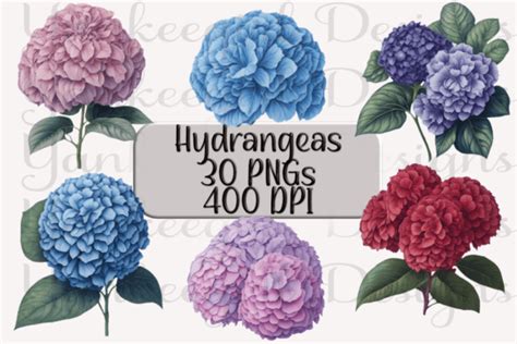 Hydrangeas Graphic By Yankeegirl Designs · Creative Fabrica