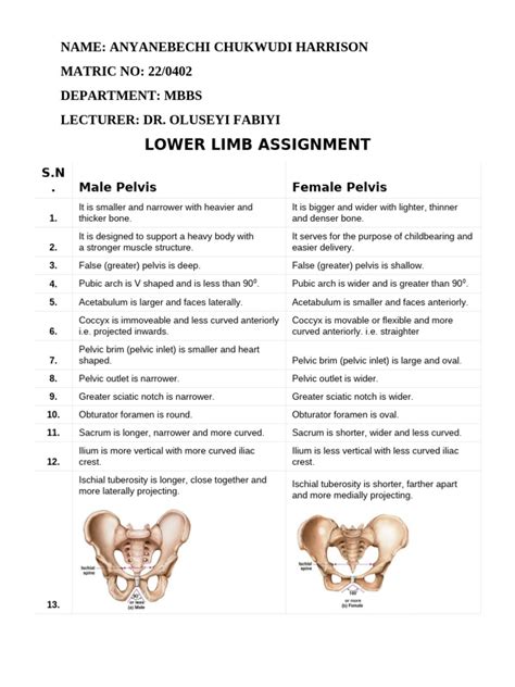Lower Limb Assignment Pdf