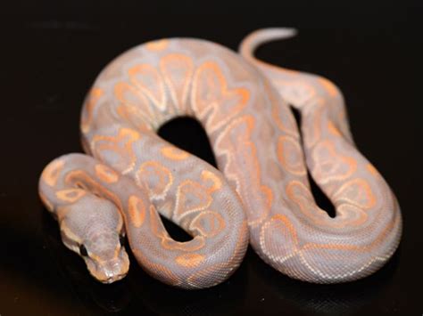 Captive Bred Ball Pythons Rare Color And Pattern Morphs Ball Python