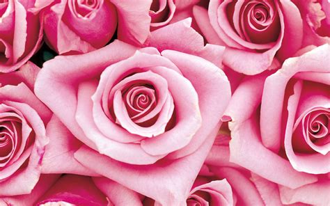 玫瑰花油玫瑰花食用油玫瑰果籽油第12页大山谷图库