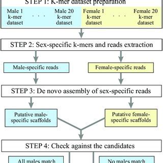 Outline Of The Workflow Of Screening Sex Specific DNA Fragments In This Download Scientific